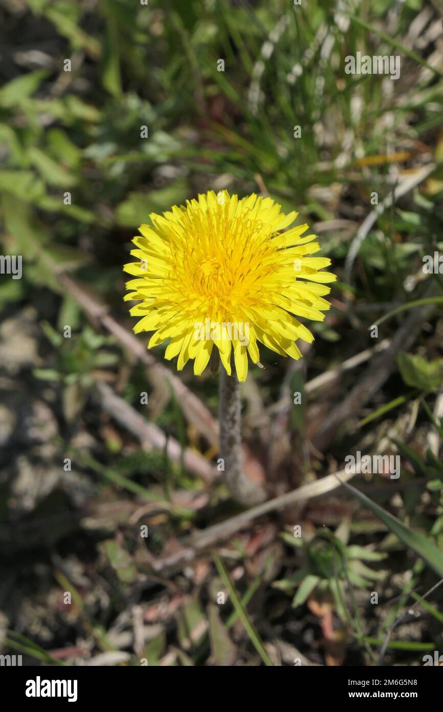 Dandelion growing in the spring meadow Stock Photo - Alamy
