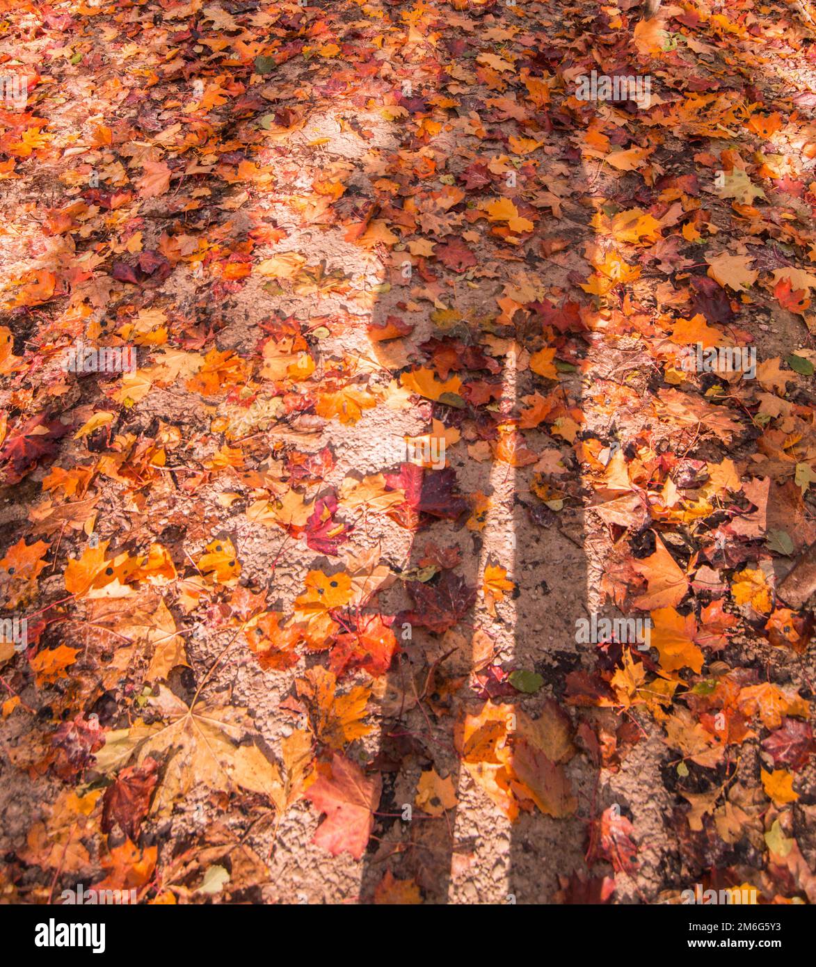 Vertical autumn background with fallen maple leaves of different colors ...