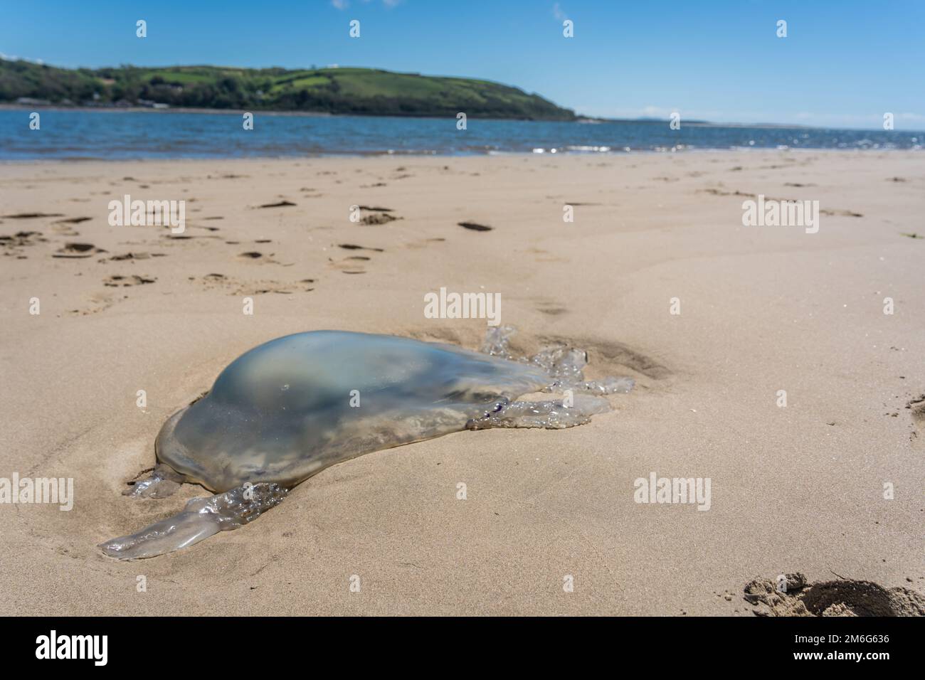 Closeup image of a transparent jellyfish on the sand in front of the ...