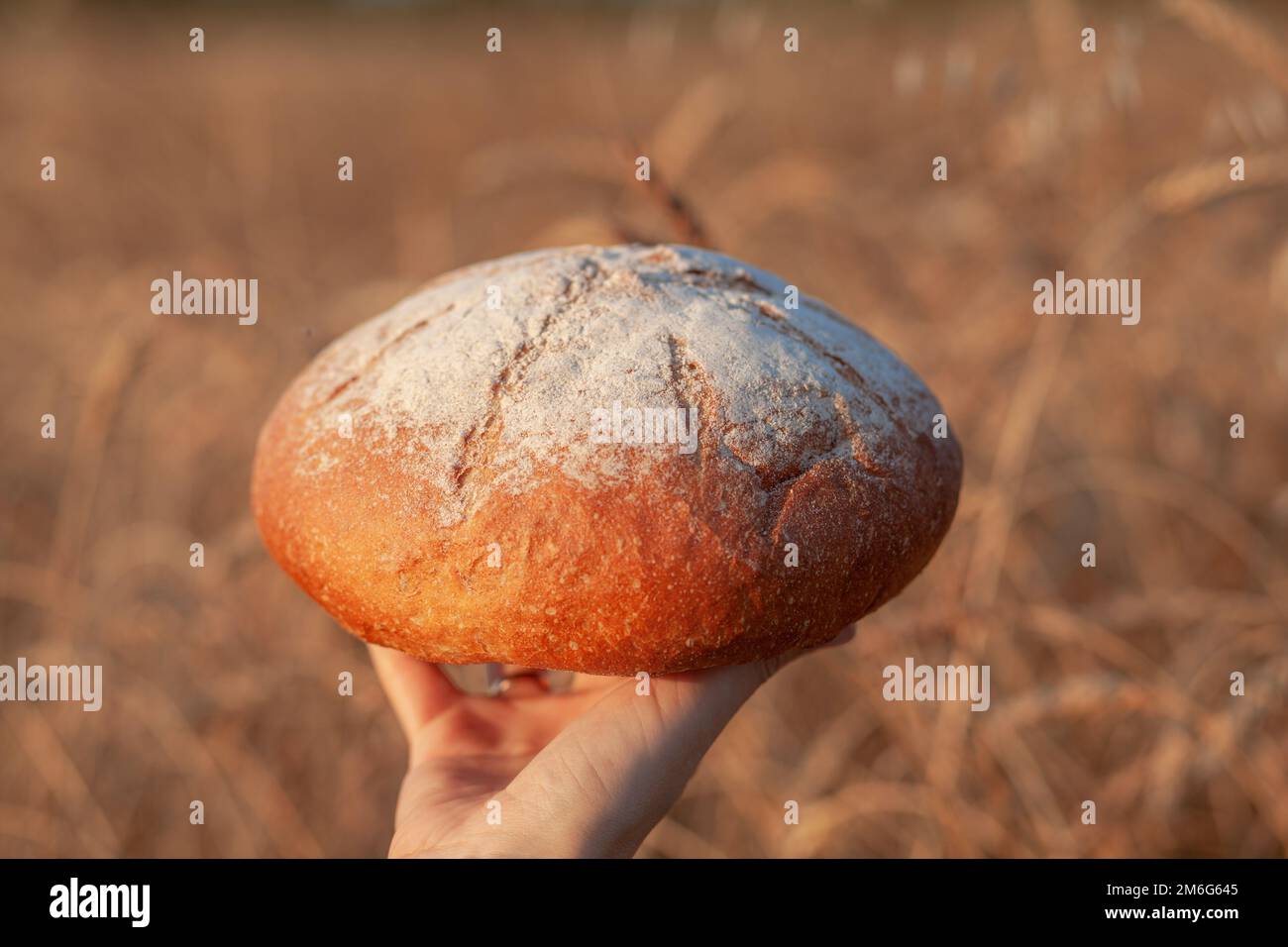 Woman holds a loaf of rye, bread against the background of wheat ears ...