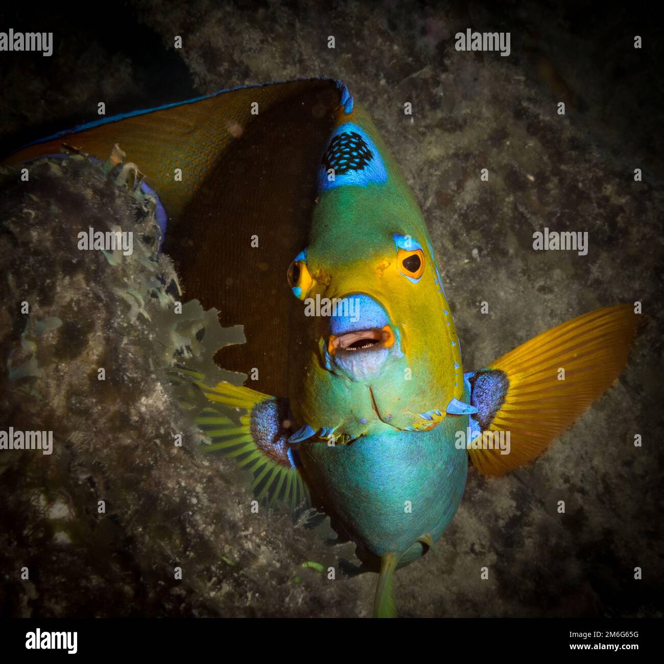 Queen angelfish (Holacanthus ciliaris) on the reef off the Dutch ...