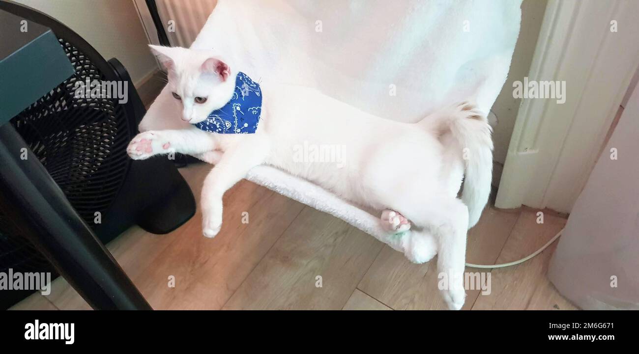 Khao manee cat breed hi-res stock photography and images - Alamy