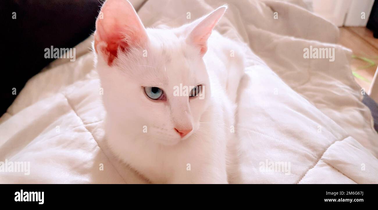Khao manee cat breed hi-res stock photography and images - Alamy