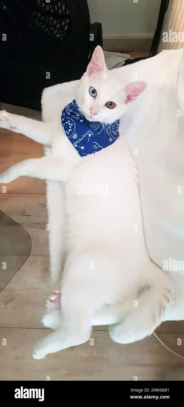 Khao manee cat breed hi-res stock photography and images - Alamy