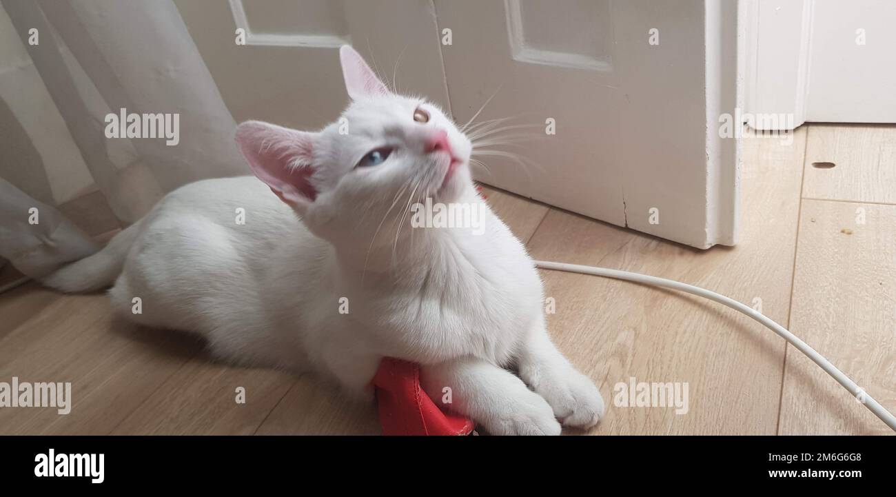 Khao manee cat breed hi-res stock photography and images - Alamy