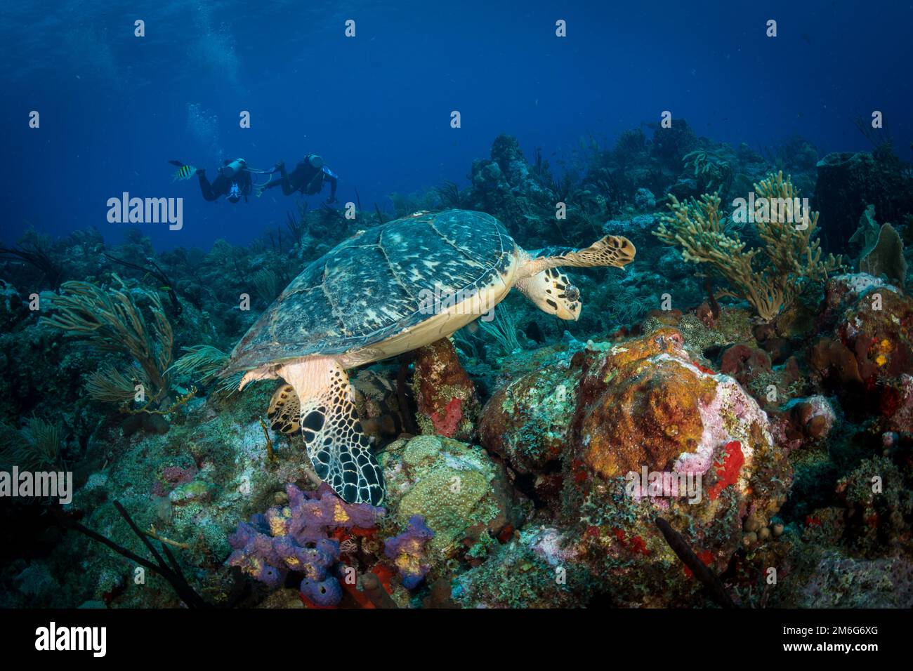 Turtle and divers on the reef off the Dutch Caribbean island of Sint ...