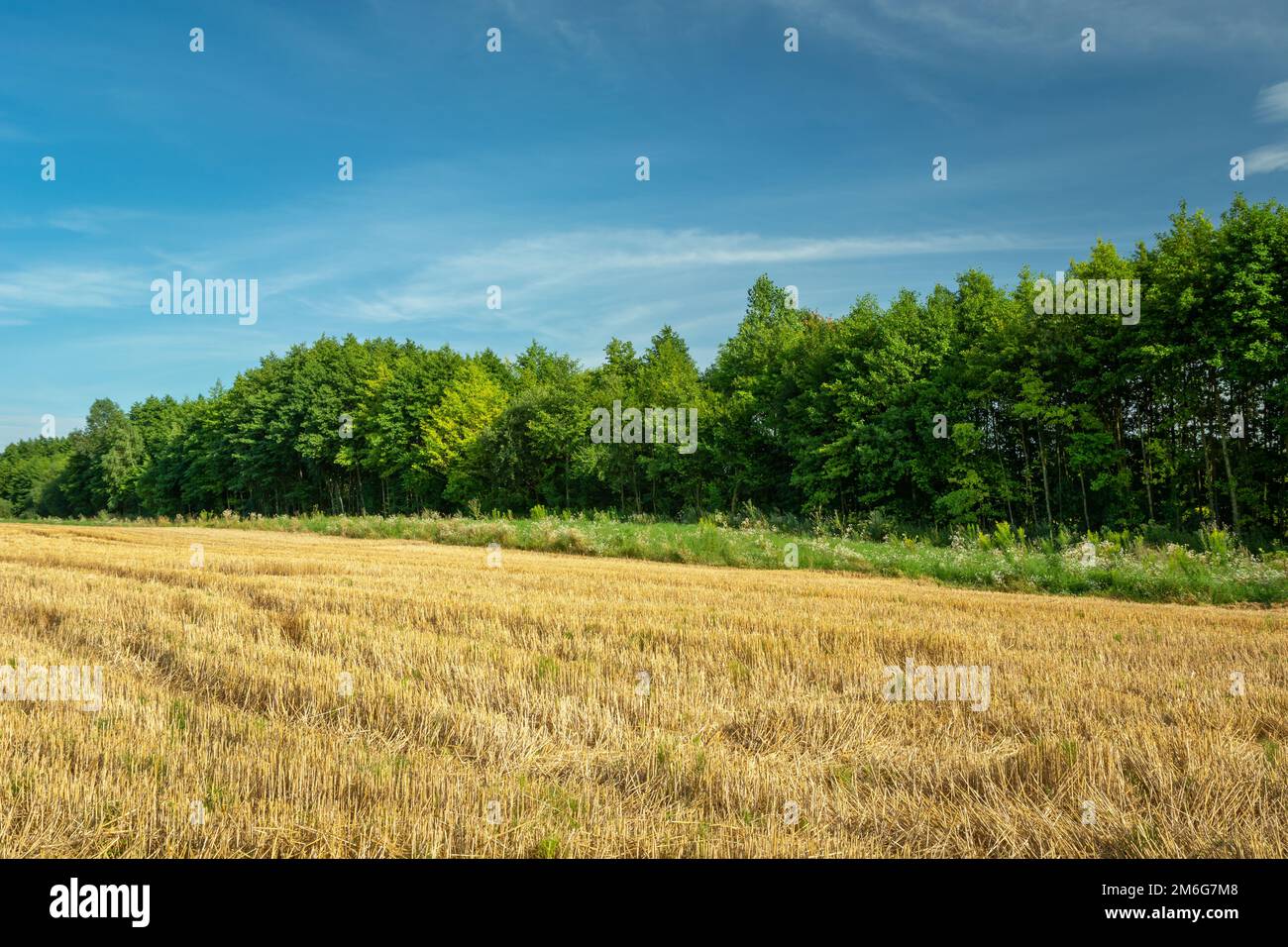 Stubble and green forest, clear blue sky Stock Photo - Alamy