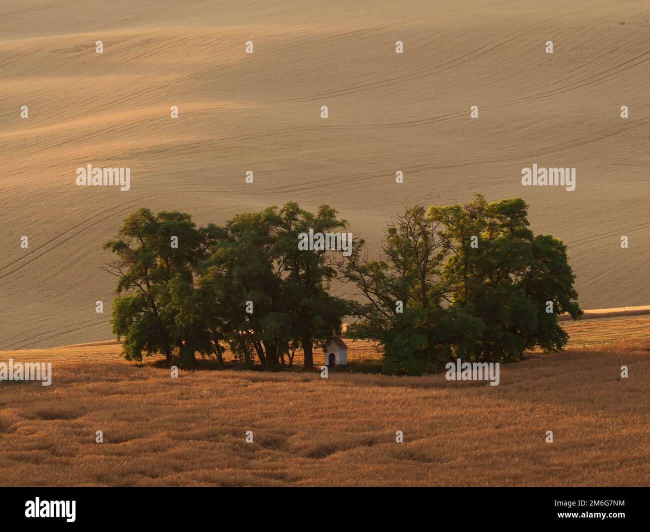 Rolling fields after harvest with drawers of trees in South Moravia ...
