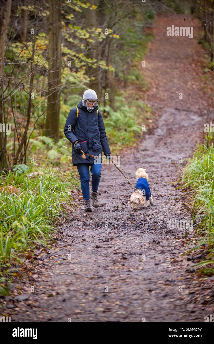 Caucasian female dressed in a winter coat and hat walking a blonde ...