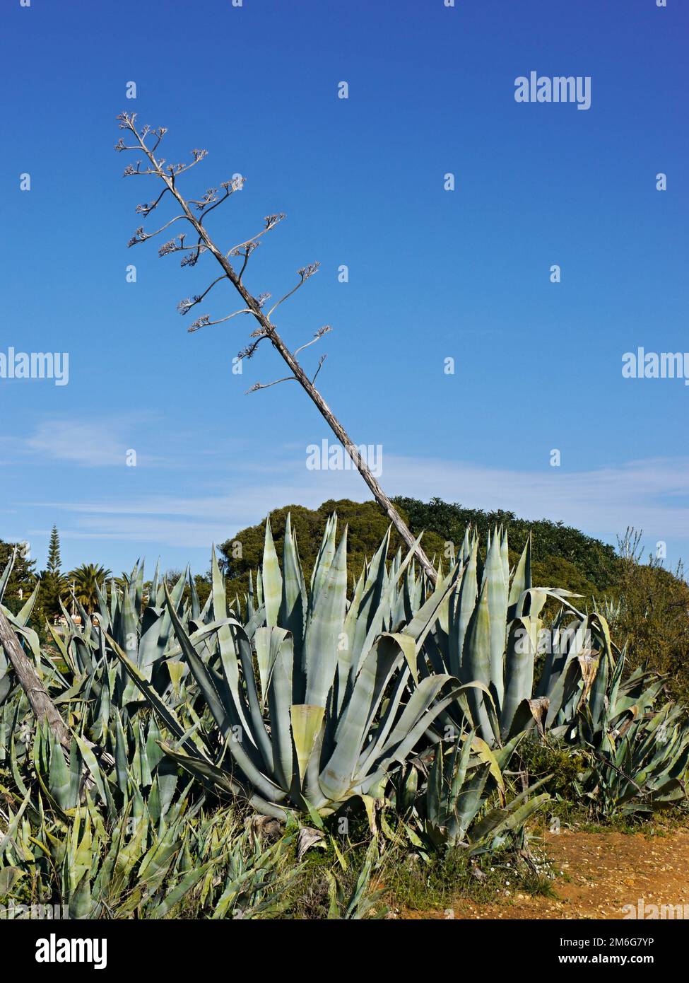Typical vegetation on the Algarve coast - Portugal Stock Photo - Alamy