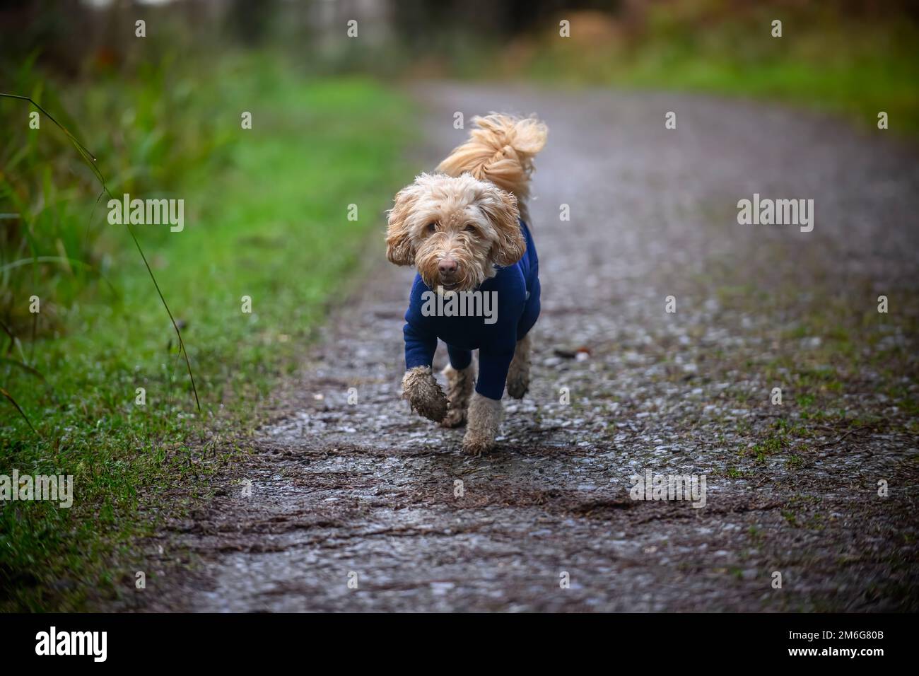 Blonde cockapoo dressed in a blue fleece dog suit with built-in legs ...