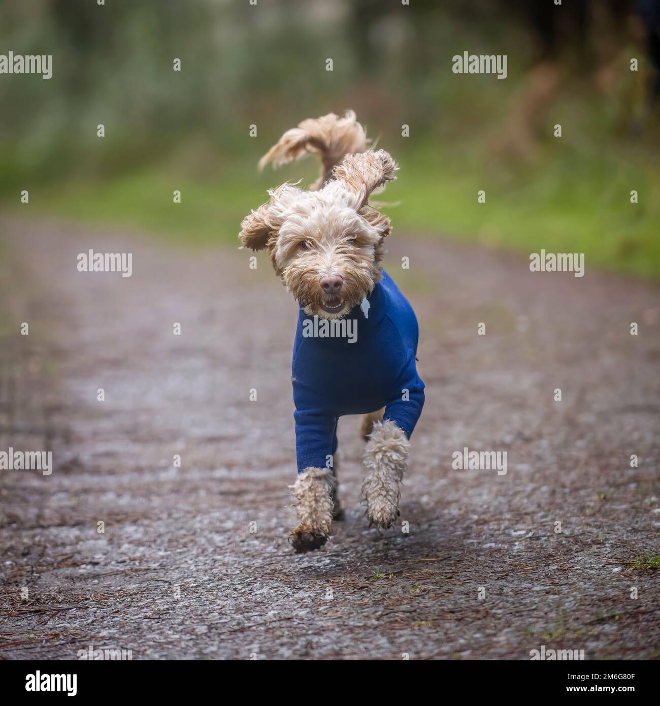 Fleece dog suit hi-res stock photography and images - Alamy