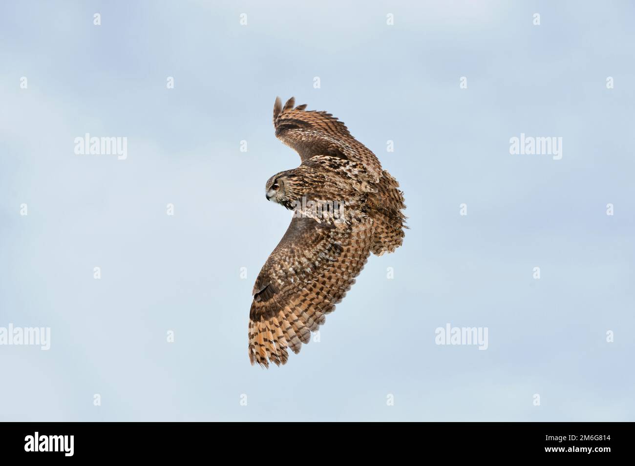 European Eagle Owl (Bubo bubo) falconers bird in flight, Fife, Scotland ...