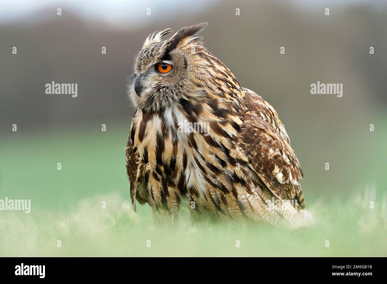 European Eagle Owl (Bubo bubo) adult female captive falconers bird ...