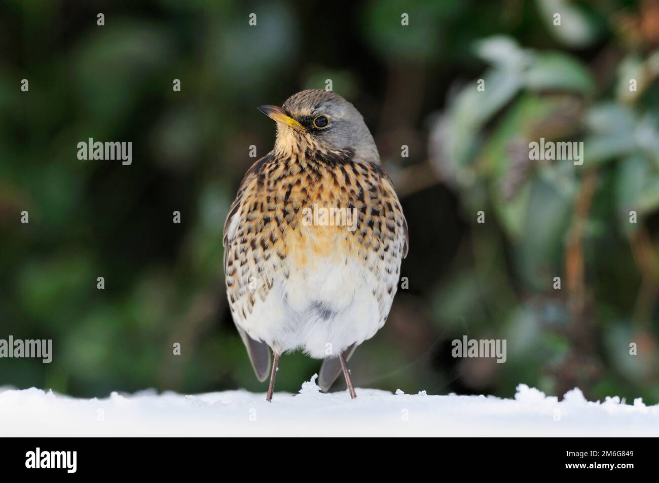 Fieldfare (Turdus pilaris) on snow covered lawn in garden setting ...