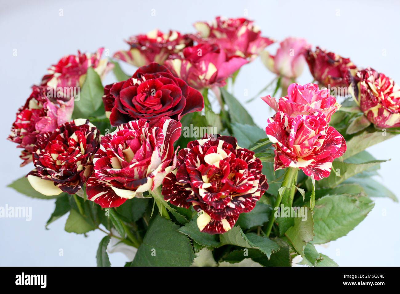 Red rose pink roses hi-res stock photography and images - Alamy