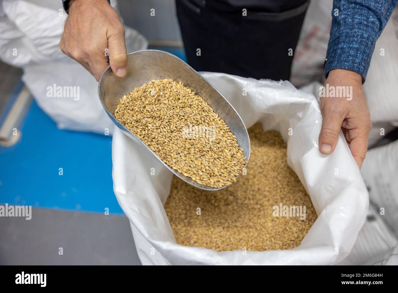 Man preparing grains for beer production Stock Photo - Alamy