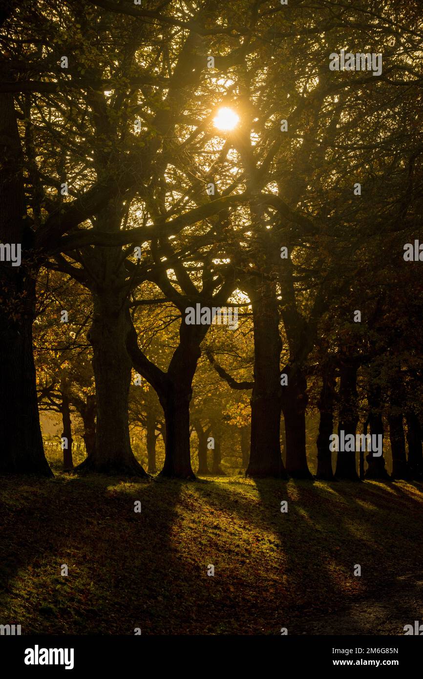 Backlit trees hi-res stock photography and images - Alamy
