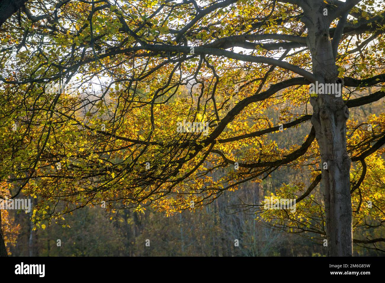 Backlit tree canopy in Autumn. UK Stock Photo - Alamy