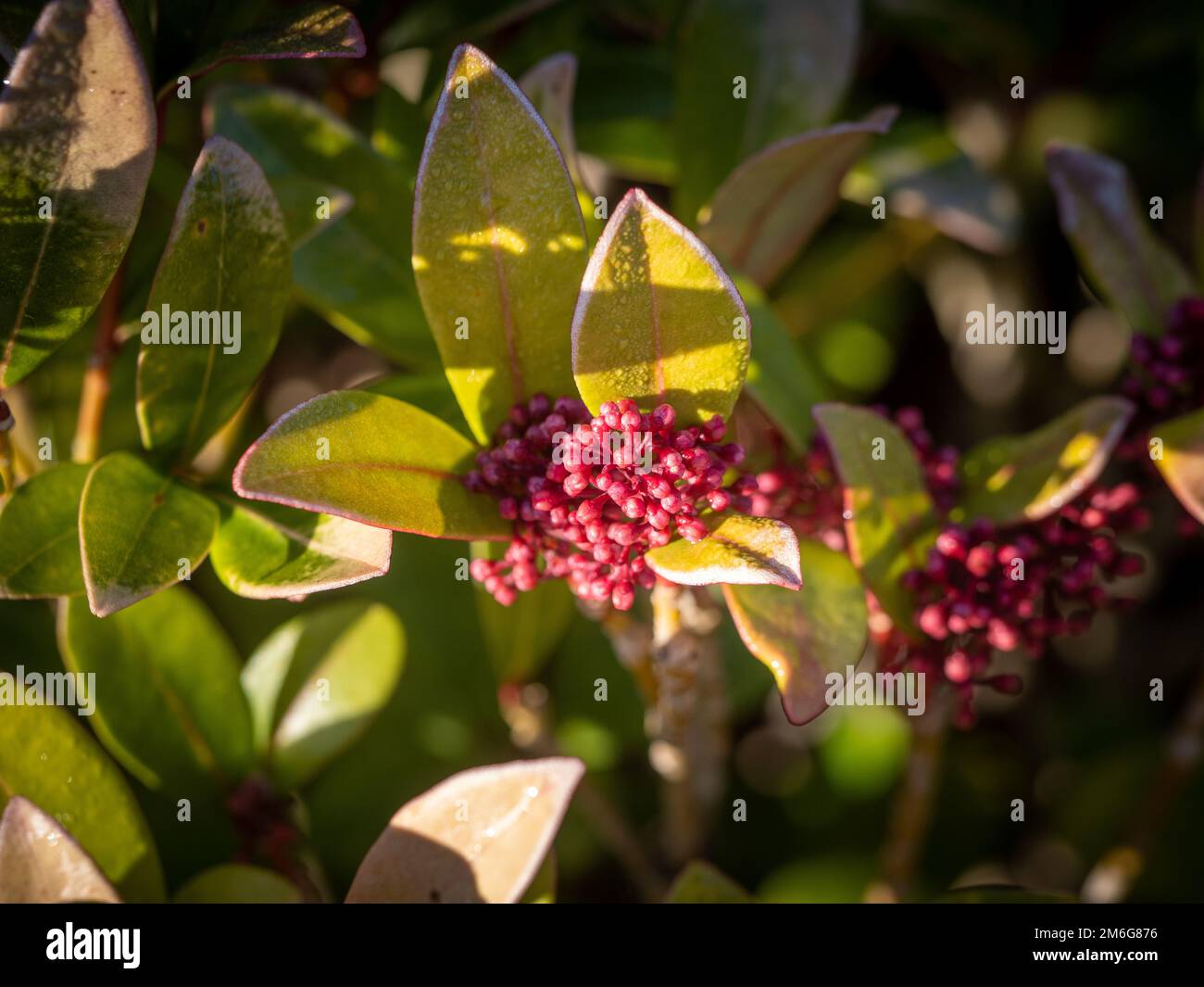 Closeup of the dark red flower buds of Skimmia 'Rubella' growing in a ...