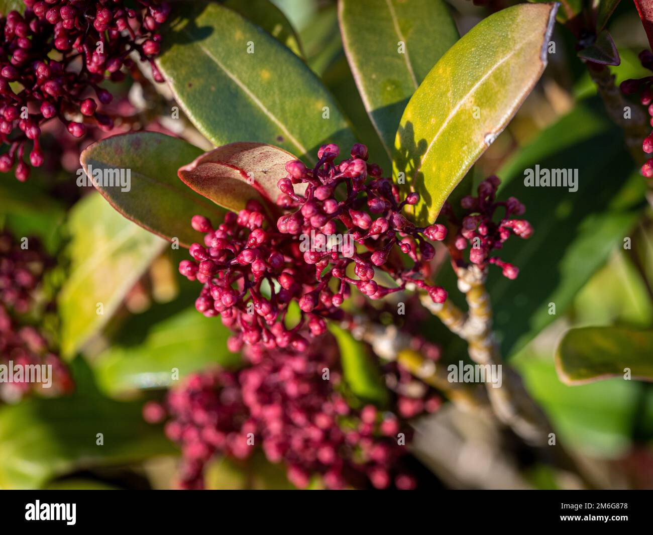 Closeup of the dark red flower buds of Skimmia 'Rubella' growing in a ...