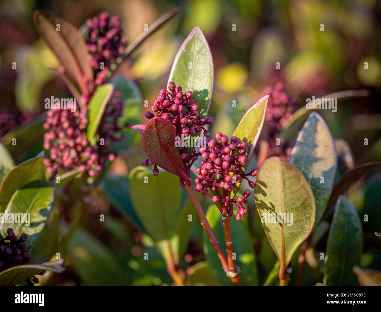 Closeup of the dark red flower buds of Skimmia 'Rubella' growing in a ...