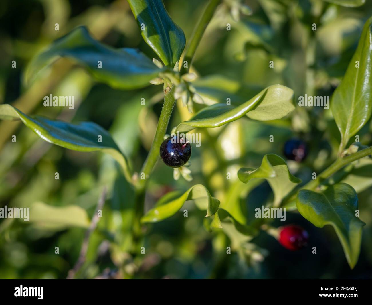 Glossy black berry of Sarcococca confusa growing in a UK garden in ...