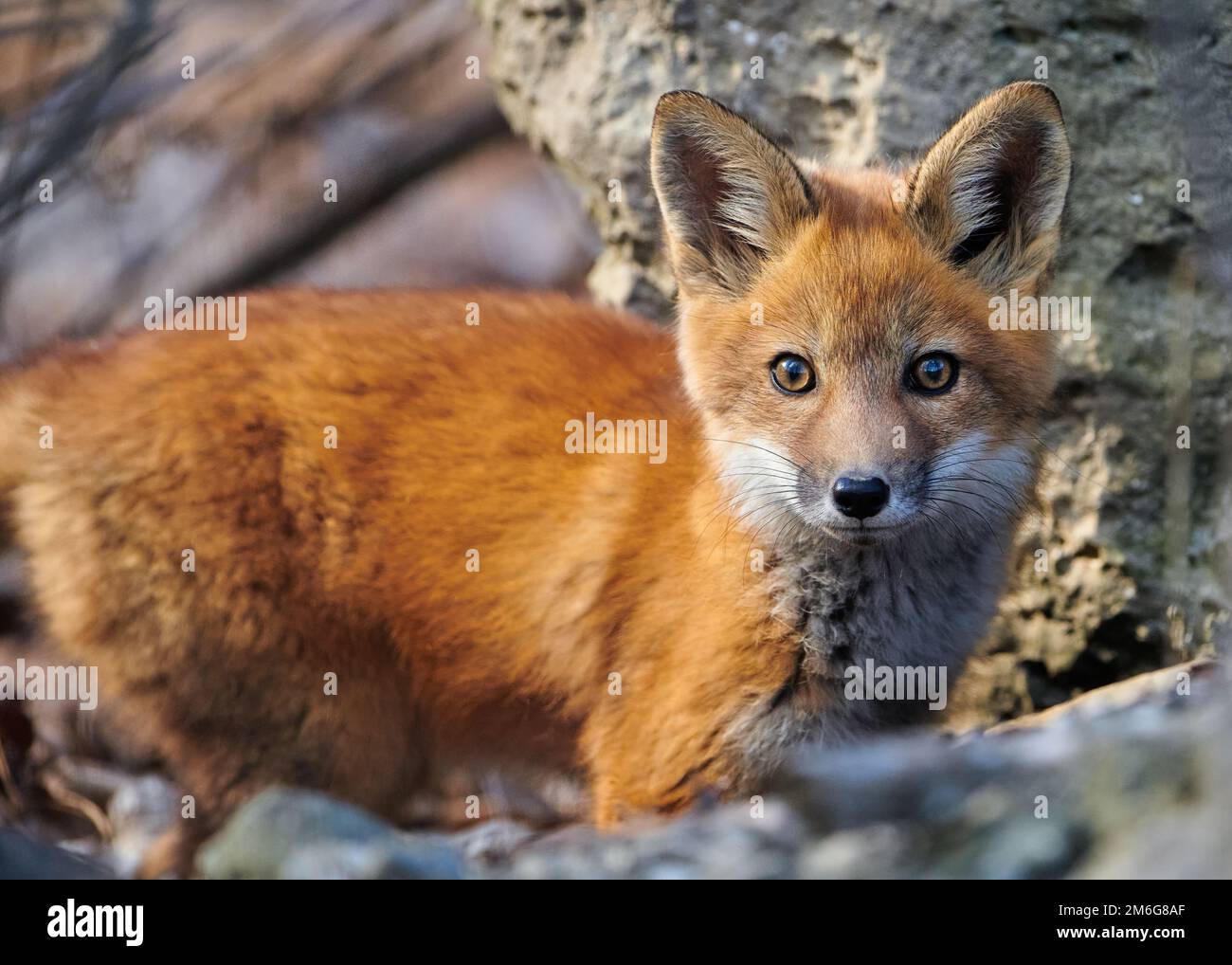 A closeup of a small kit fox (Vulpes macrotis) in a forest Stock Photo ...