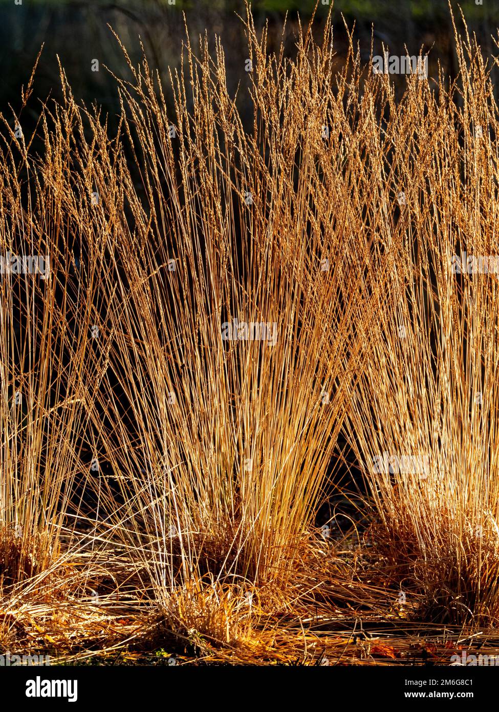 Stepa hi-res stock photography and images - Alamy