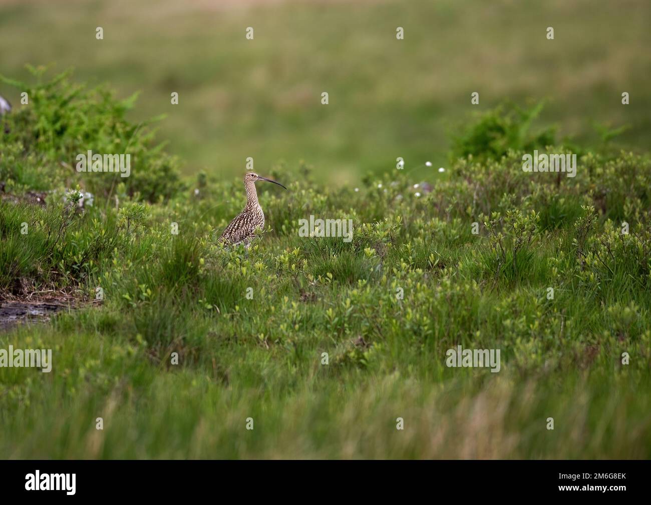Common curlew nesting hi-res stock photography and images - Alamy