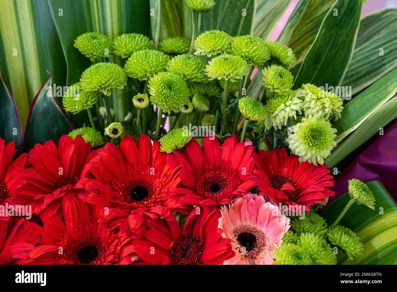 Close up view of red and pink Gerbera daisy flower background. Botanic ...