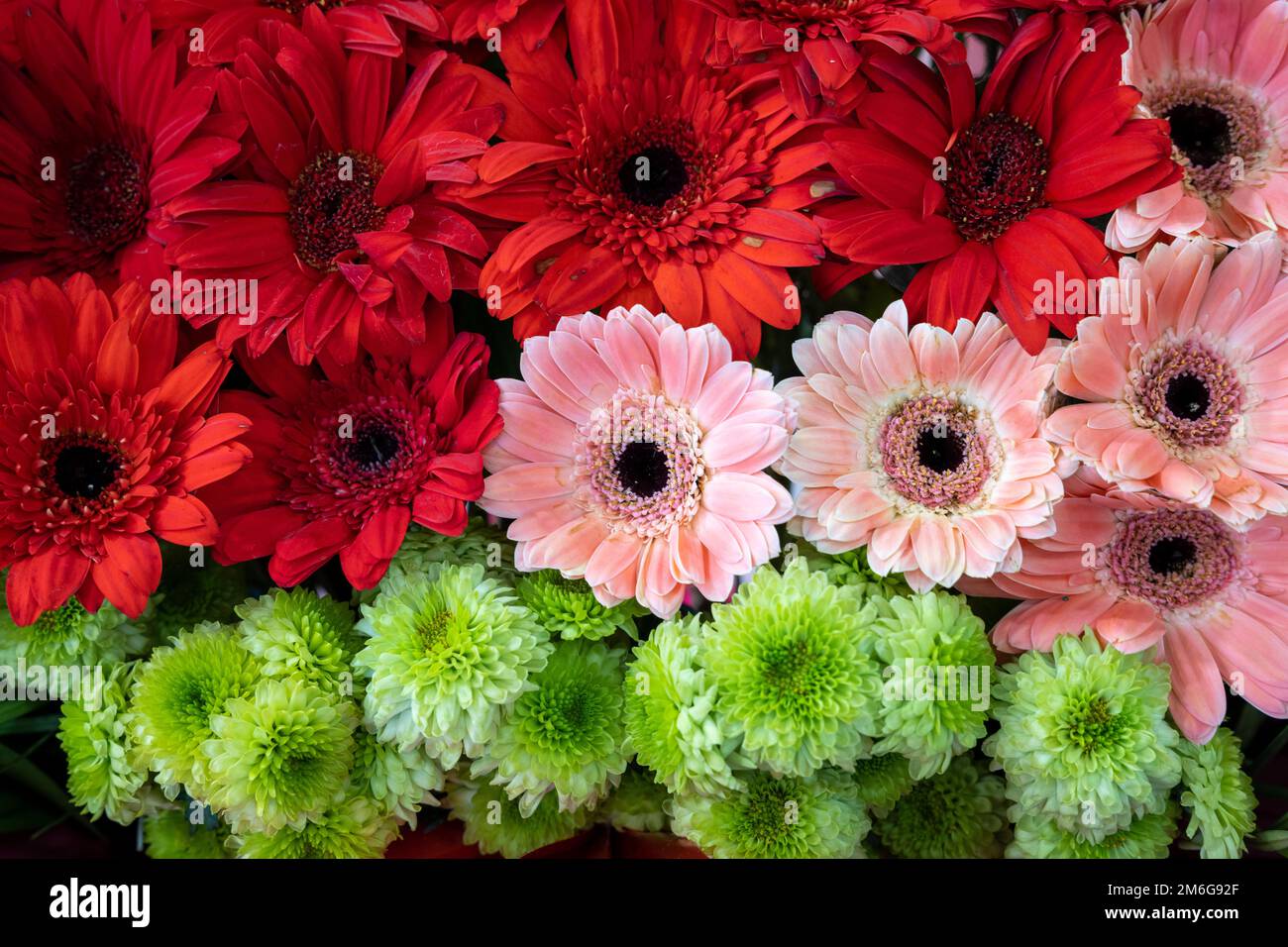 Close up view of red and pink Gerbera daisy flower background. Botanic ...