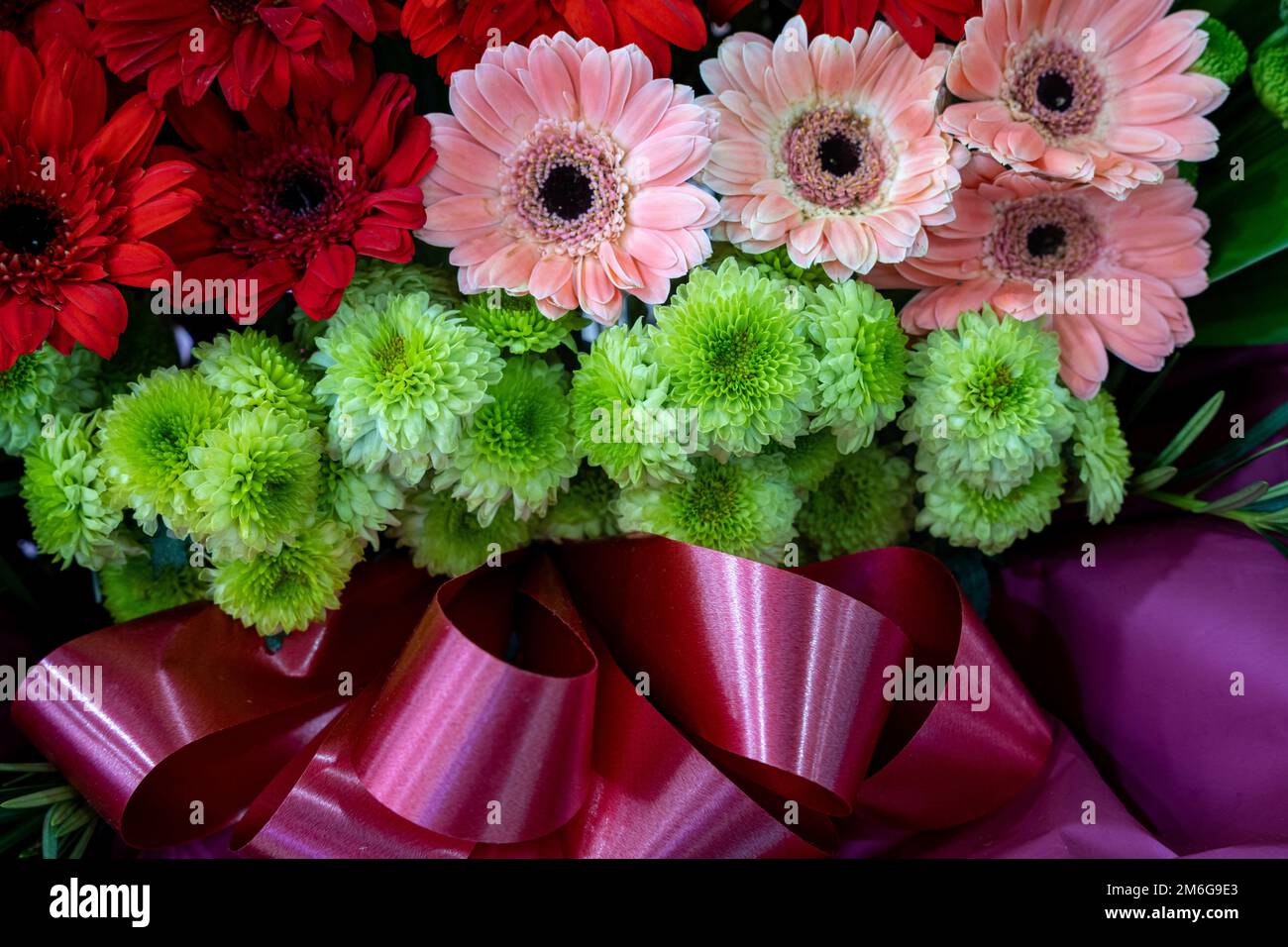 Close up view of red and pink Gerbera daisy flower background. Botanic ...