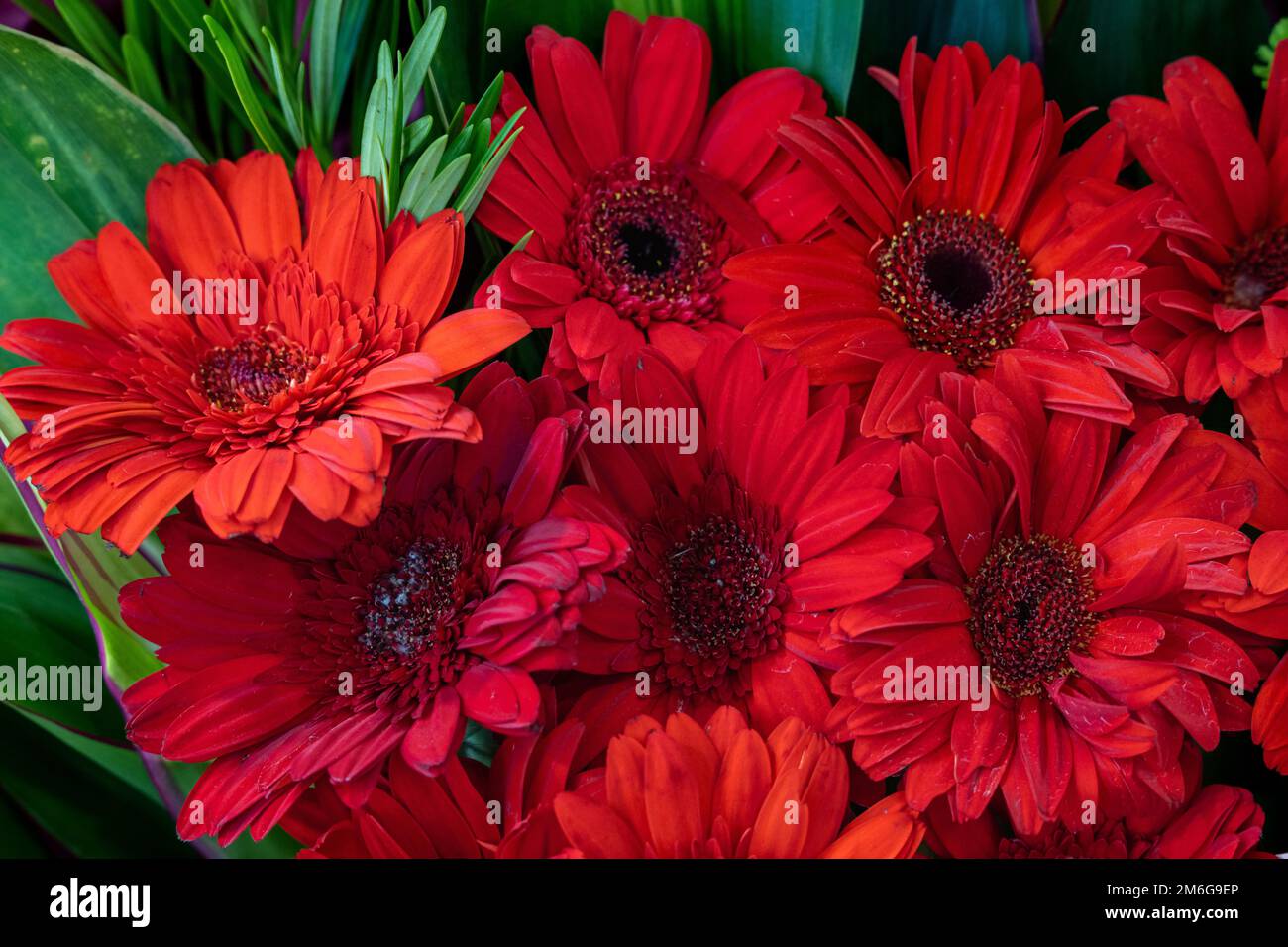 Close up view of red and pink Gerbera daisy flower background. Botanic ...