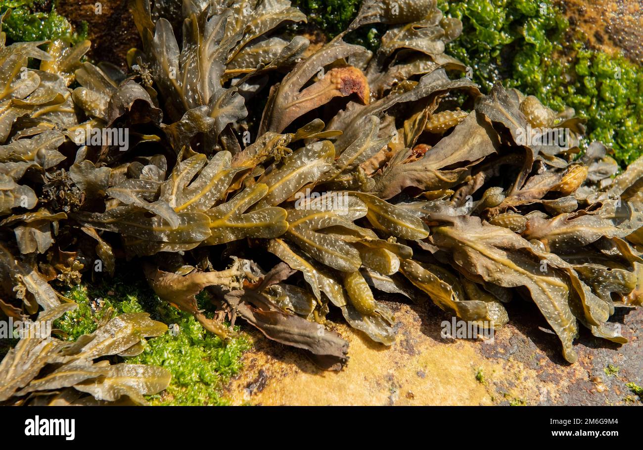 Seaweed uk hi-res stock photography and images - Alamy