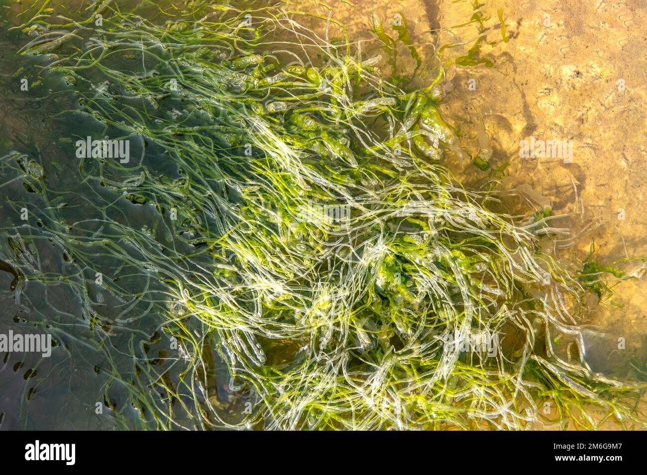 Seaweed uk hi-res stock photography and images - Alamy