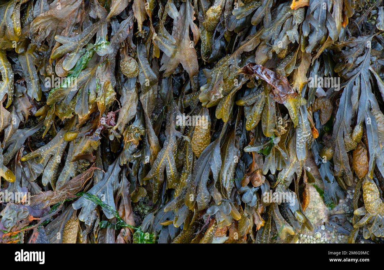 Fucus Gardneri Slide