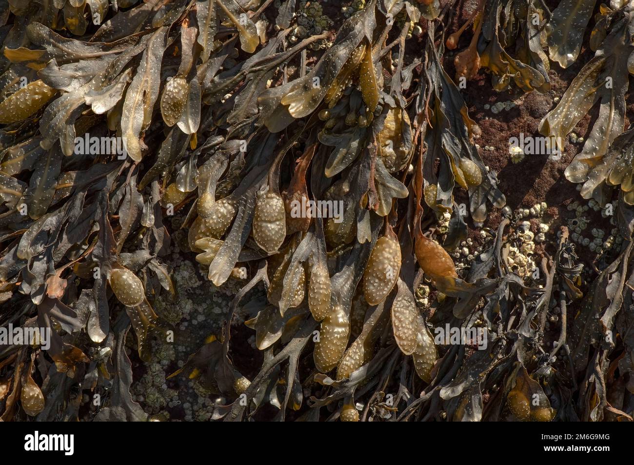 Fucus vesiculosus Linnaeus seaweed, uk Stock Photo - Alamy