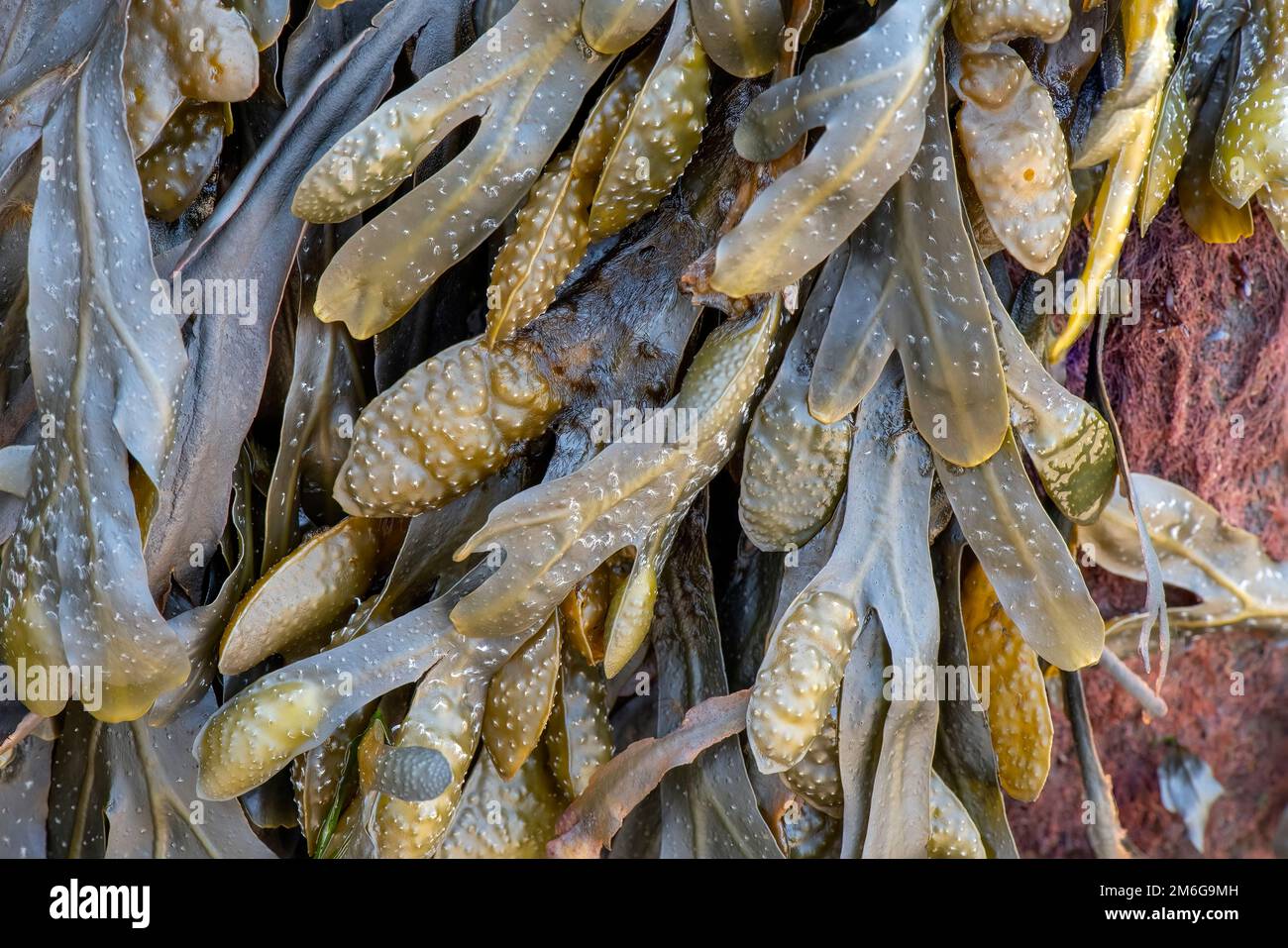 Seaweed uk hi-res stock photography and images - Alamy