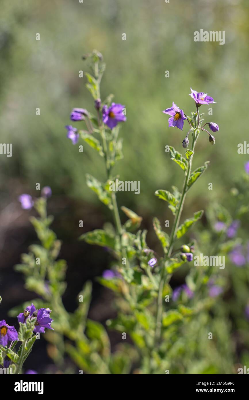 An image of a Purple nightshade flower in the garden with blur green ...