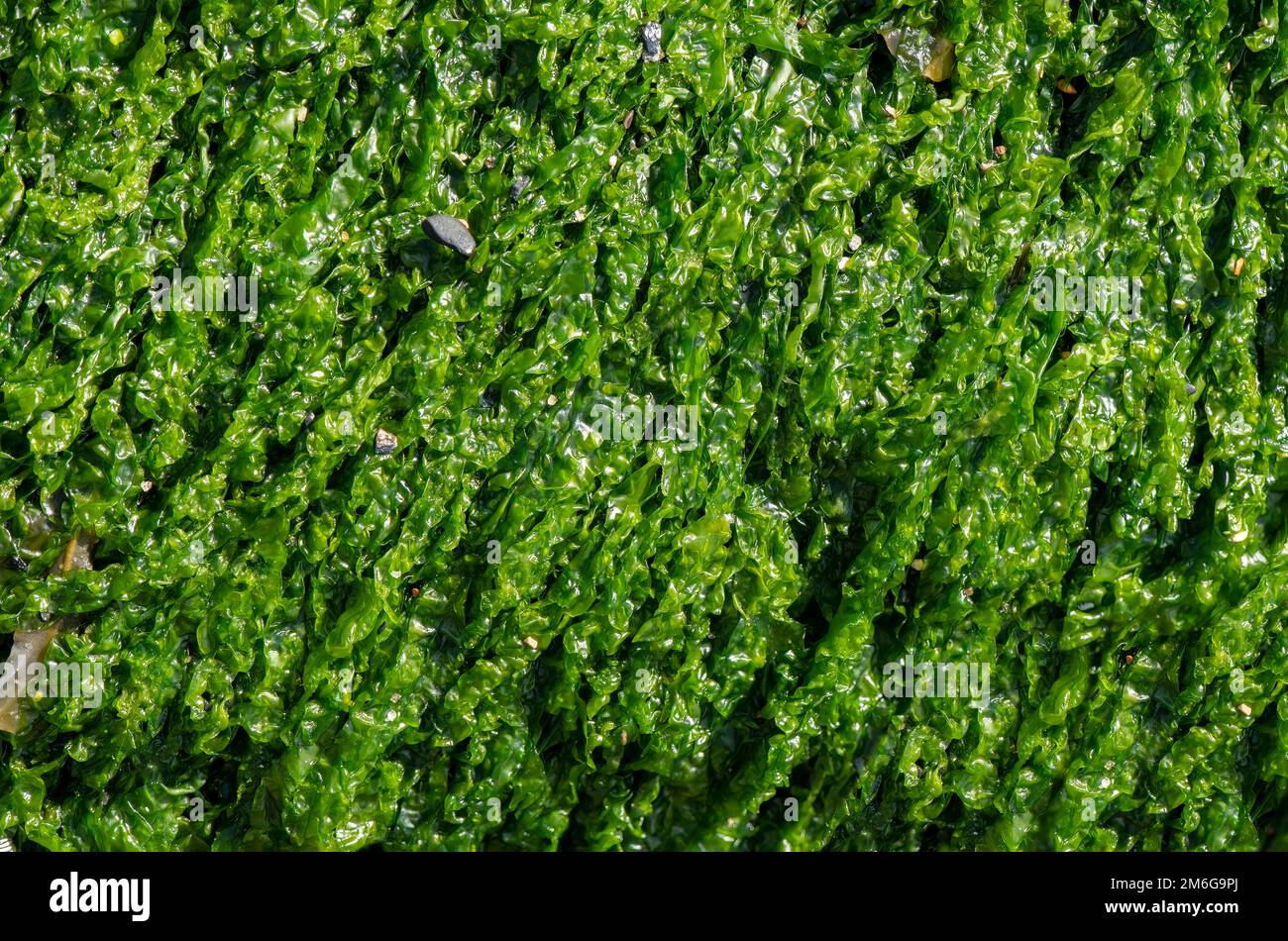 Seaweed patterns hi-res stock photography and images - Alamy