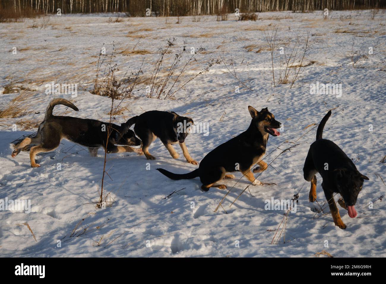 Sled dog kennel outside. Alaskan husky puppies of same litter walk ...