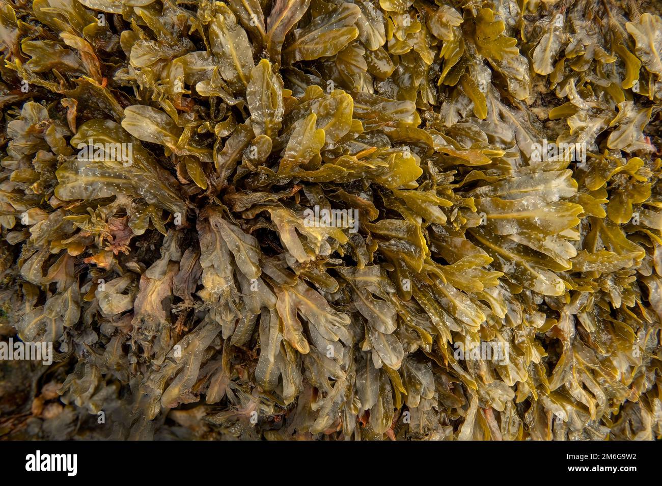 Fucus spiralis seaweed, uk Stock Photo - Alamy