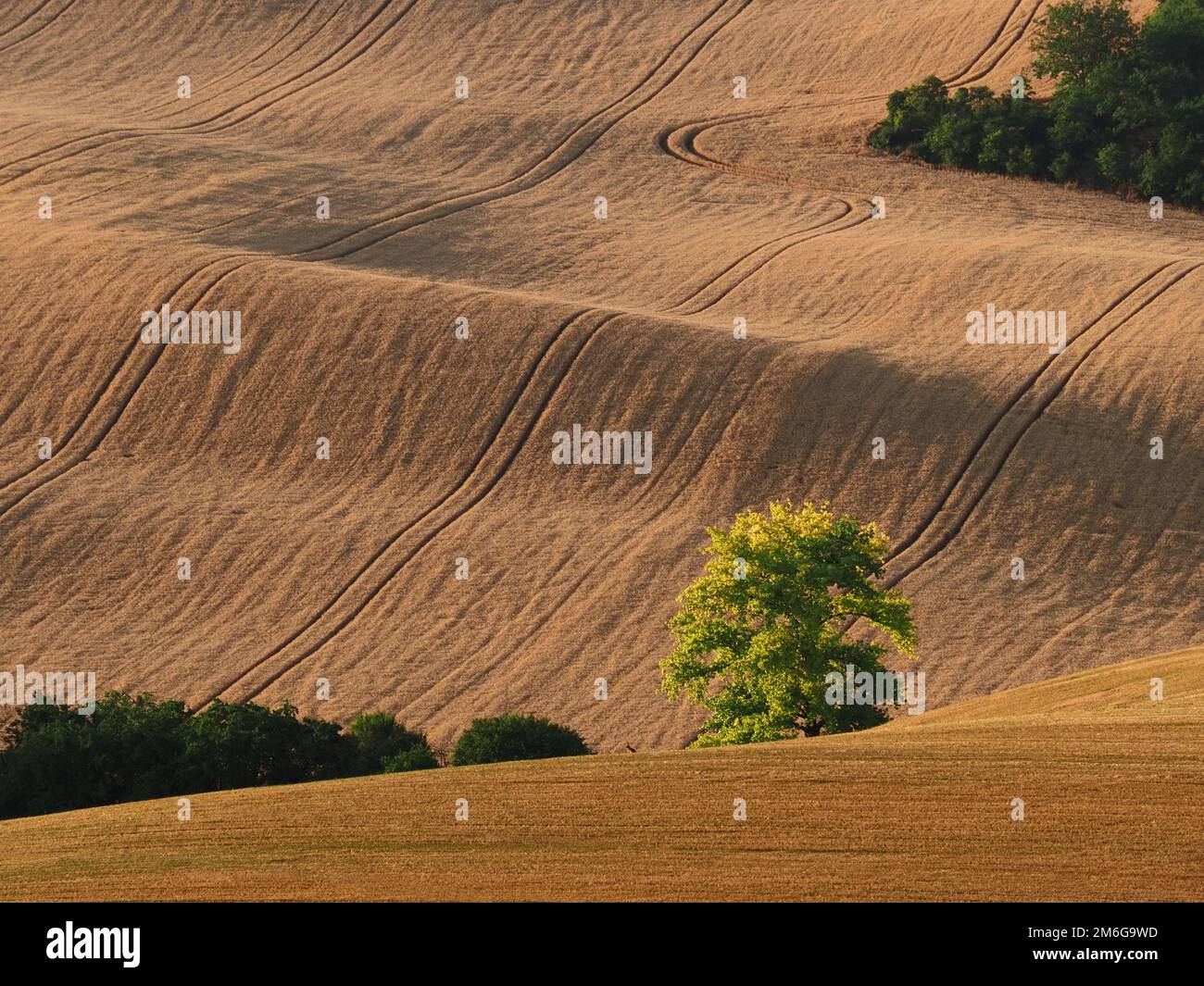 Rolling fields after harvest with drawers of trees in South Moravia ...