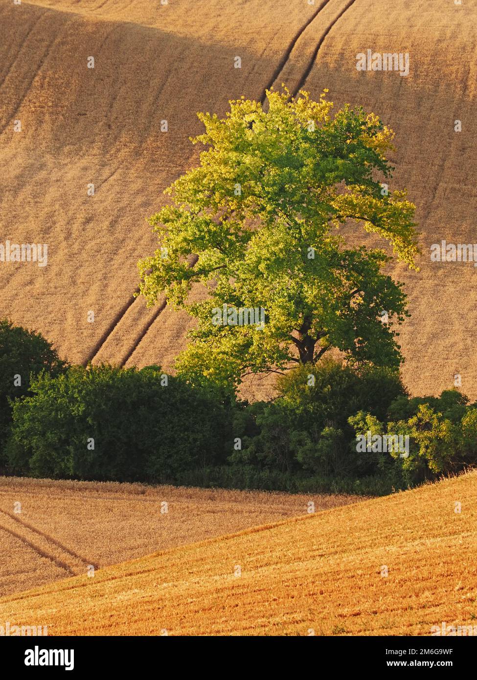 Rolling fields after harvest with drawers of trees in South Moravia ...