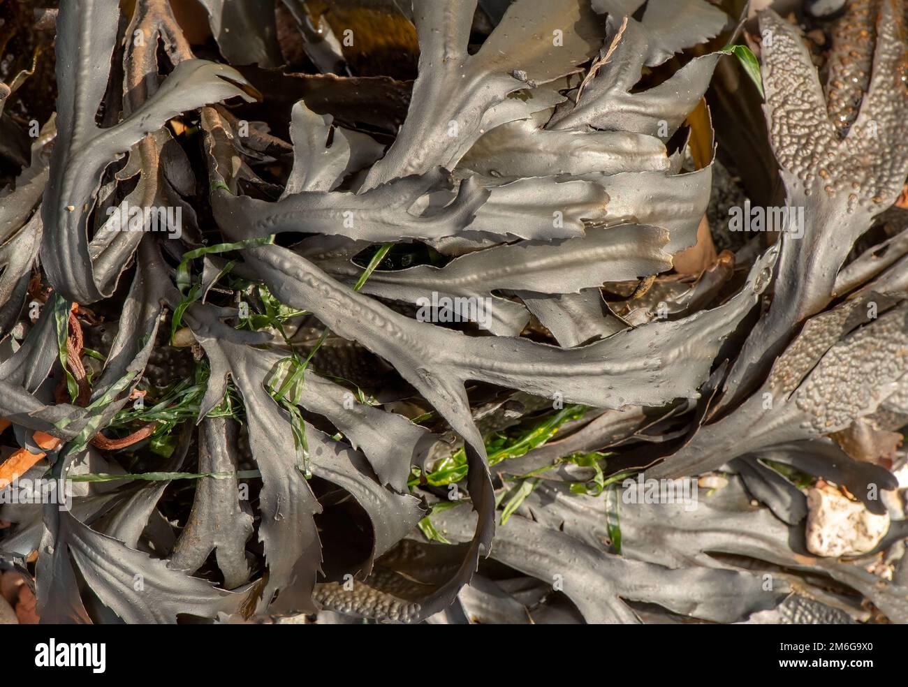 Fucus vesiculosus Linnaeus seaweed, uk Stock Photo - Alamy