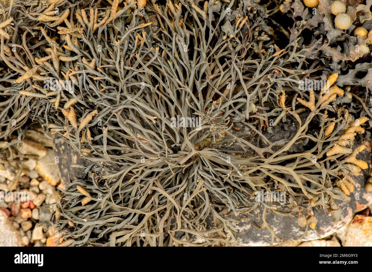 Fucus vesiculosus Linnaeus seaweed, uk Stock Photo - Alamy