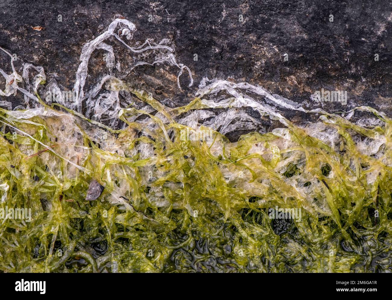 Ulva compressa linnaeus hi-res stock photography and images - Alamy