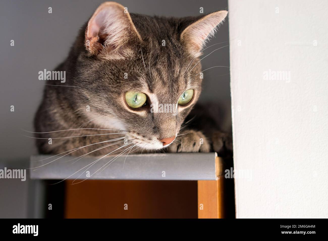 Close-up of a cat's muzzle. Pet looking down Stock Photo - Alamy