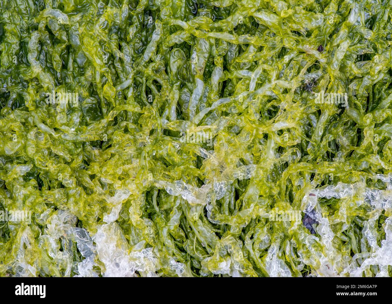 Ulva compressa linnaeus hi-res stock photography and images - Alamy